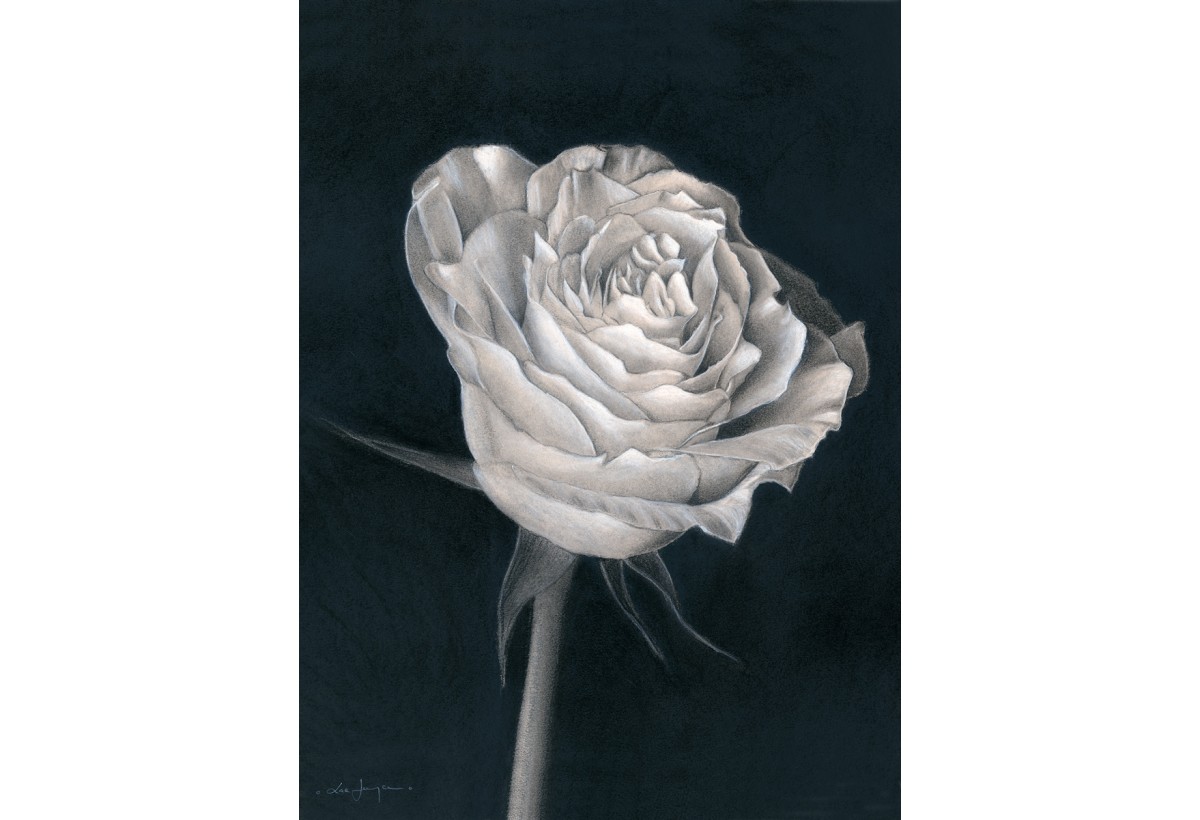 Rose charcoal